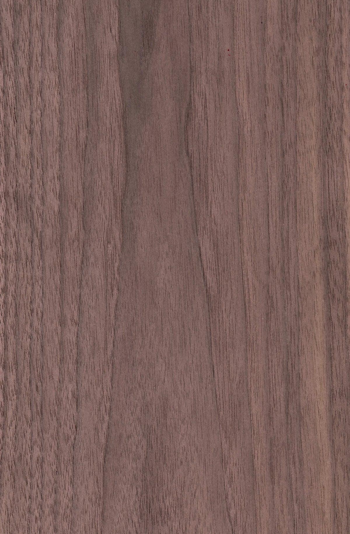 American Walnut- Wood Veneer