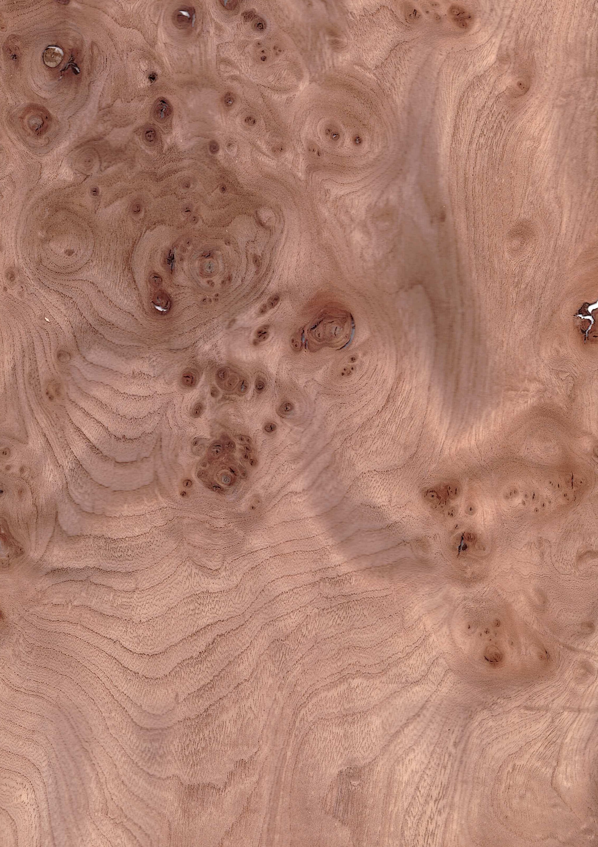 Elm Burr - Wood Veneer