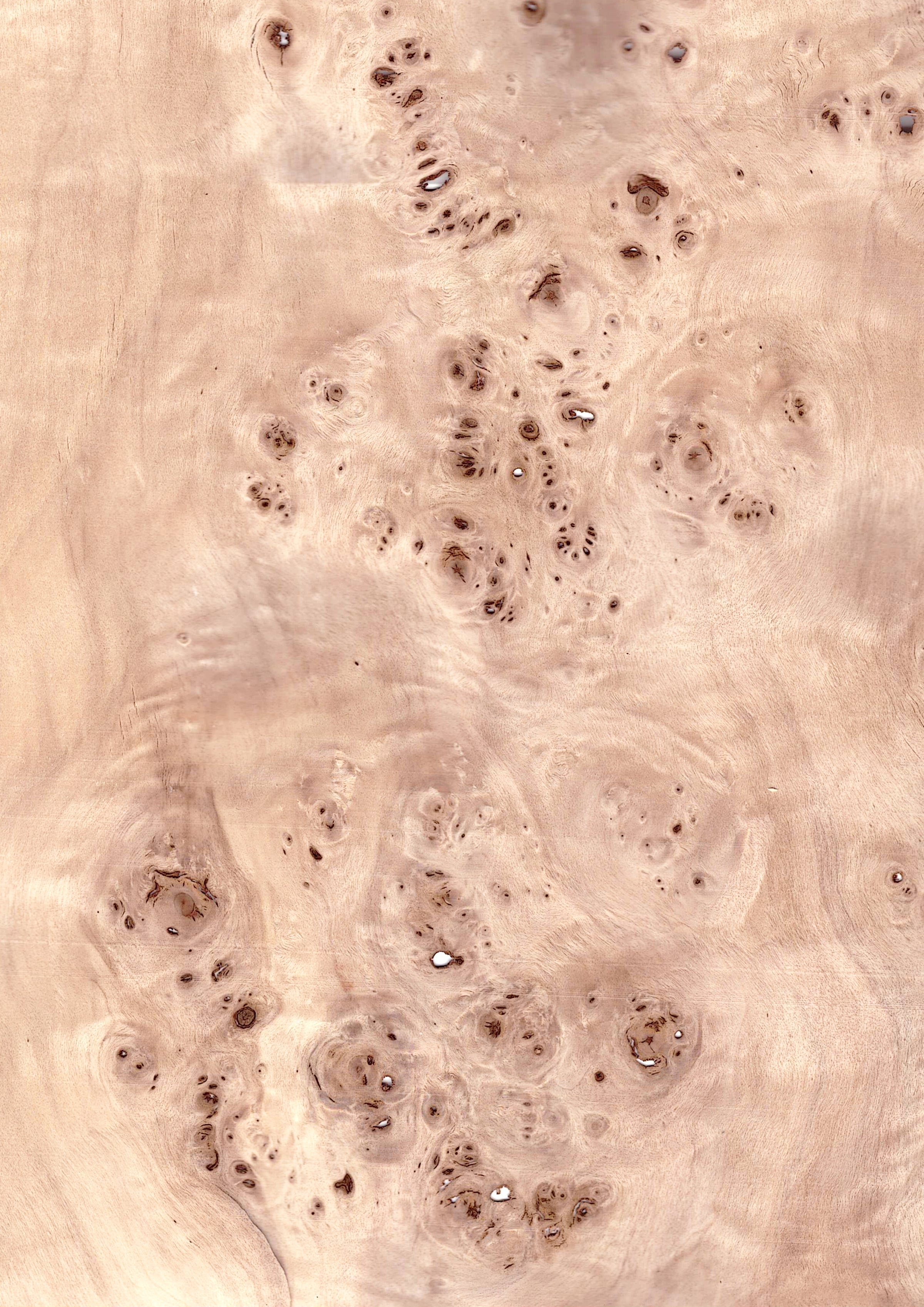 Poplar Burr - Wood Veneer