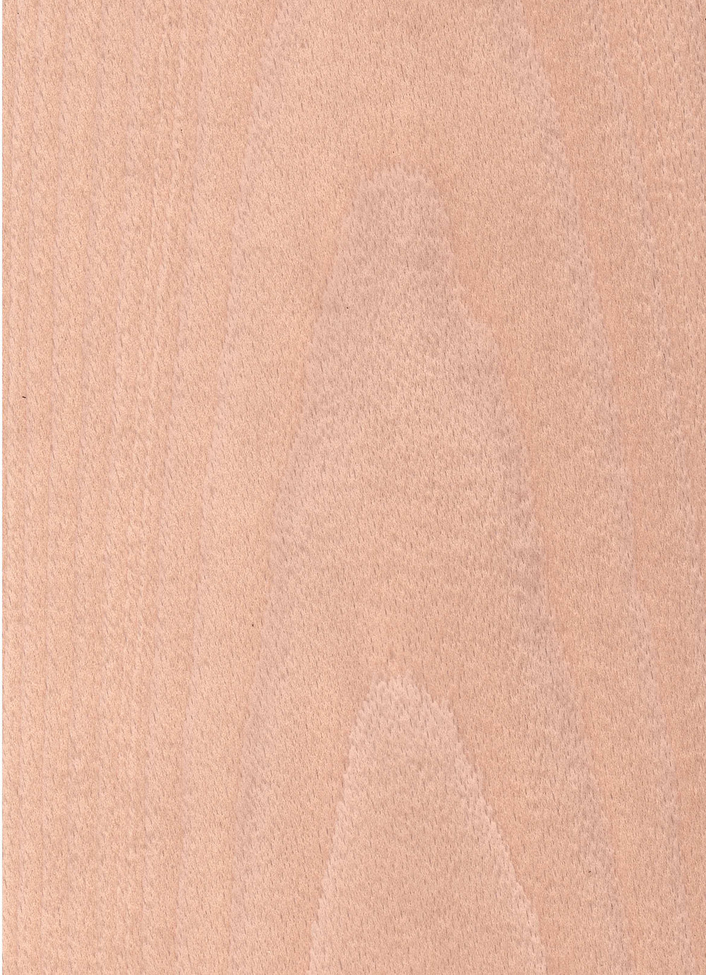 Steamed Beech - Wood Veneer