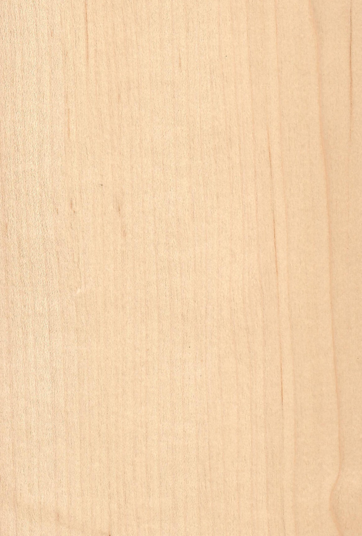 Maple - Wood Veneer